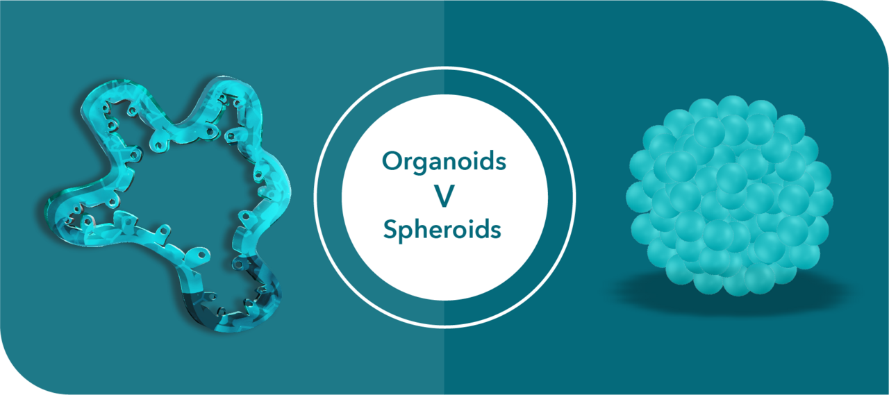 Organoids Versus Spheroids: The 3D Difference Matters! Organoids Versus Spheroids: The 3D Difference Matters!